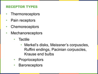 Sensory Systems - Openstax AP Biology | PPTX