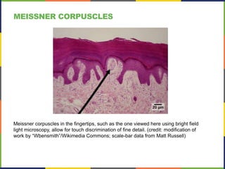 Sensory Systems - Openstax AP Biology | PPTX
