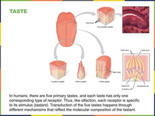 Sensory Systems - Openstax AP Biology | PPTX | Skin and Dermatology ...