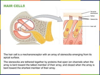 Sensory Systems - Openstax AP Biology | PPTX