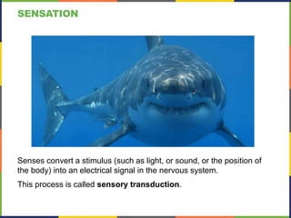 Sensory Systems - Openstax AP Biology | PPTX | Skin and Dermatology ...