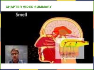 Sensory Systems - Openstax AP Biology | PPTX