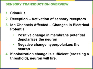 Sensory Systems - Openstax AP Biology | PPTX | Skin and Dermatology ...