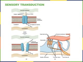 Sensory Systems - Openstax AP Biology | PPTX | Skin and Dermatology ...