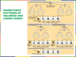openstax_biology2e_ch13.pptx