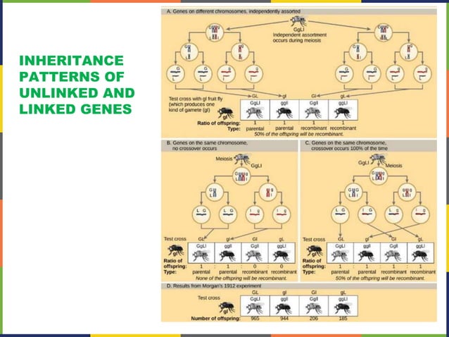 openstax_biology2e_ch13.pptx | Genetics | Science