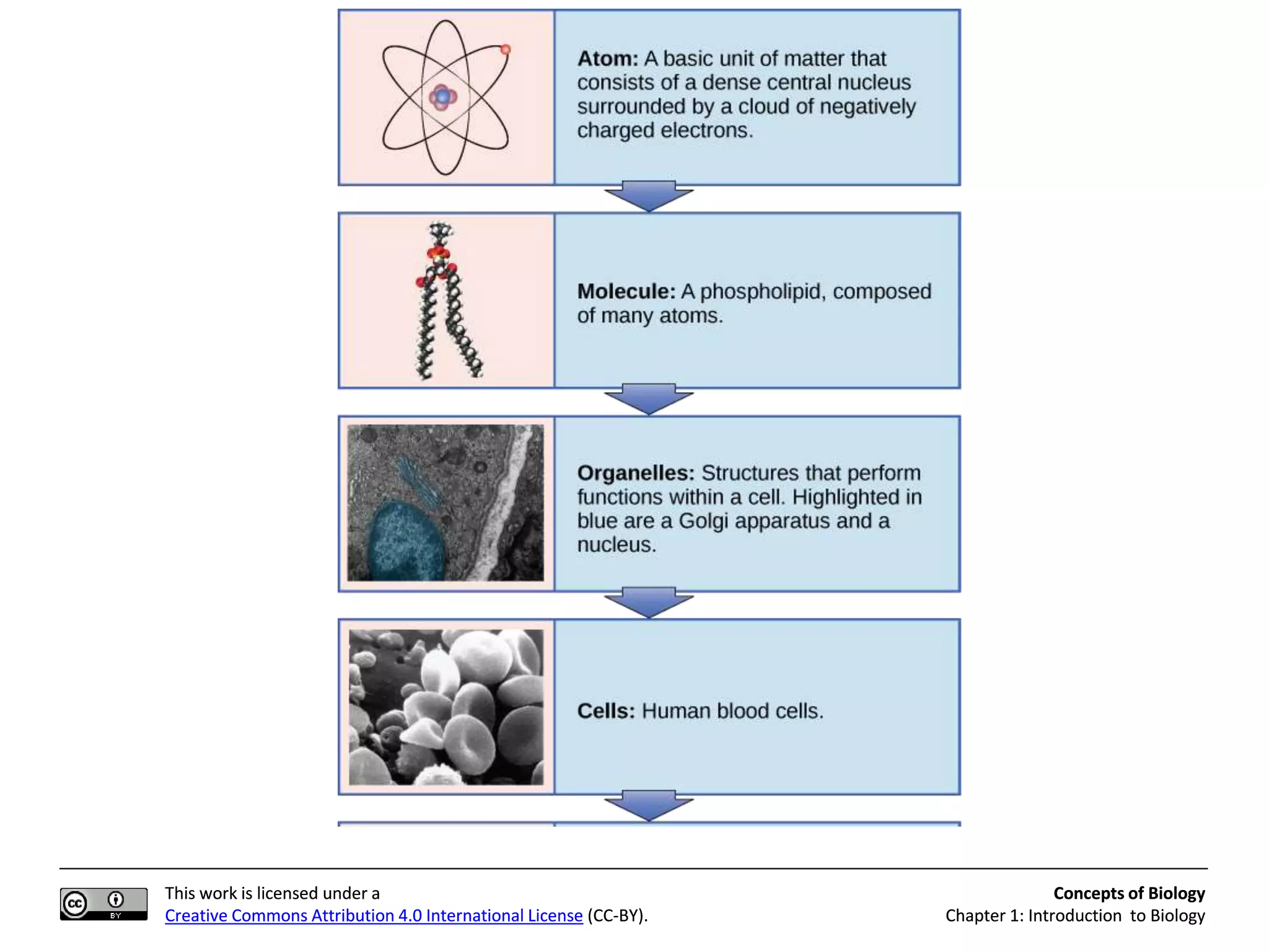 OpenStax_BiologyNonMajors_CH01_Final.pptx
