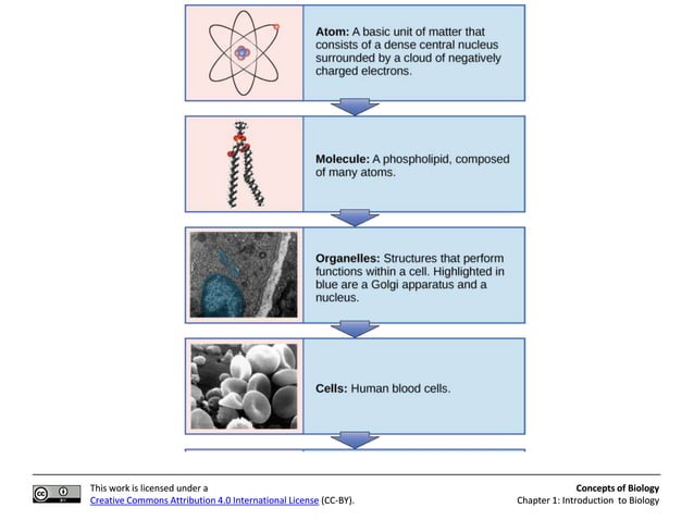 OpenStax_BiologyNonMajors_CH01_Final.pptx