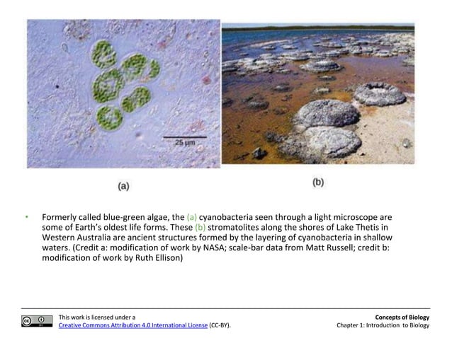 OpenStax_BiologyNonMajors_CH01_Final.pptx