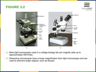 Cell Structure and Function | PPTX