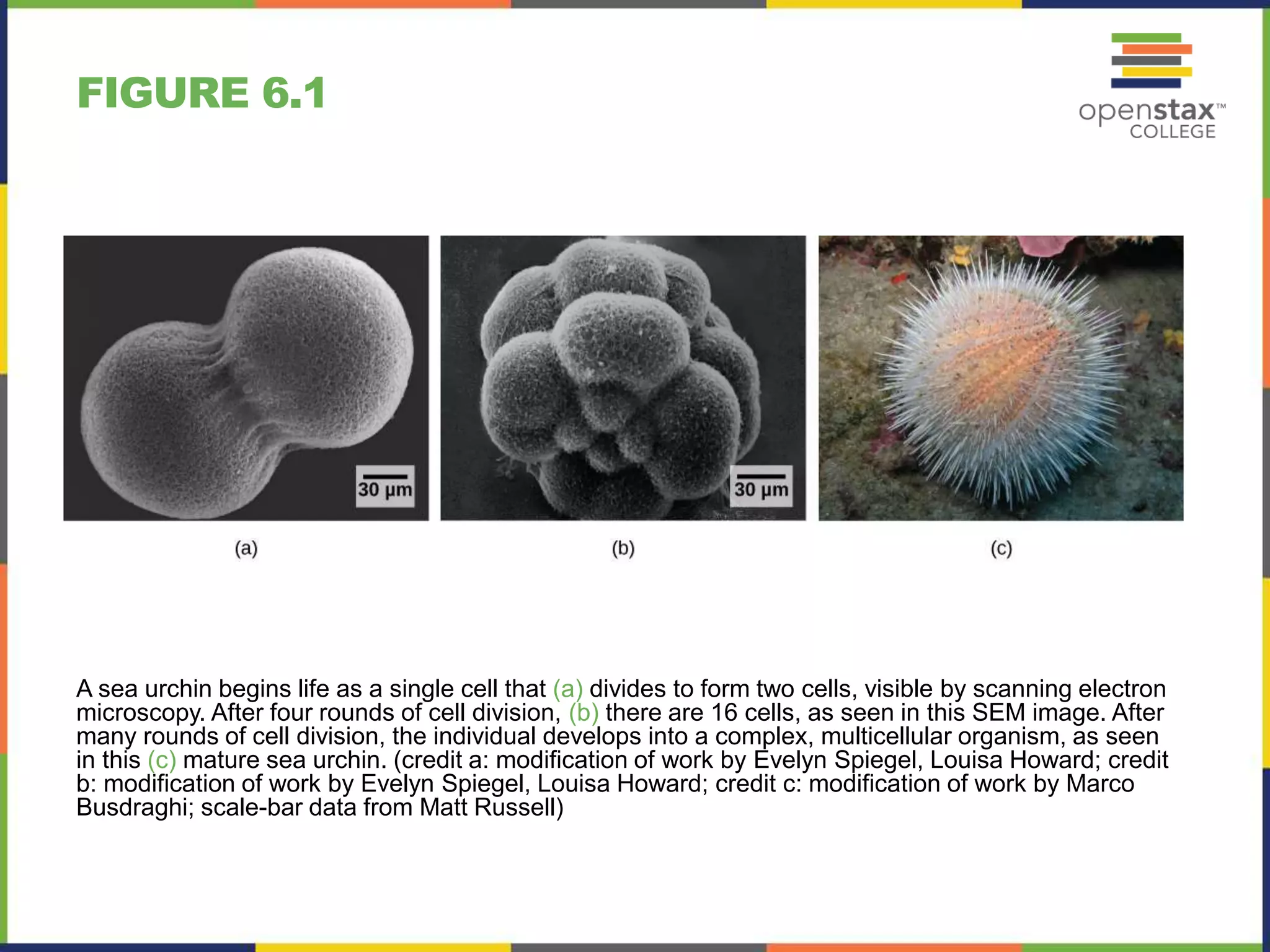 Open stax biology (nonmajors) ch06 | PPTX