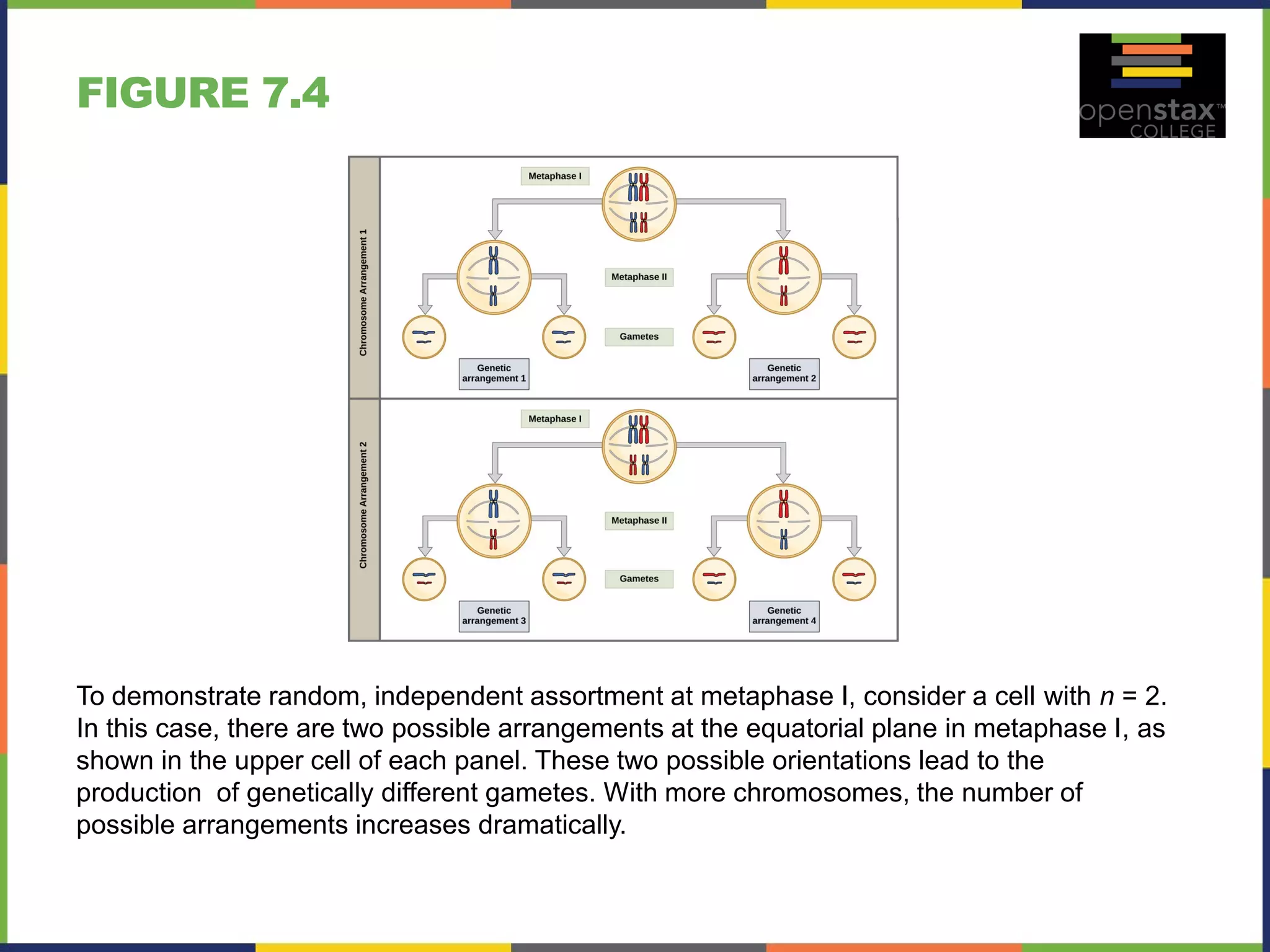 Open stax biology(nonmajors) ch07 | PDF | Biological Sciences | Science