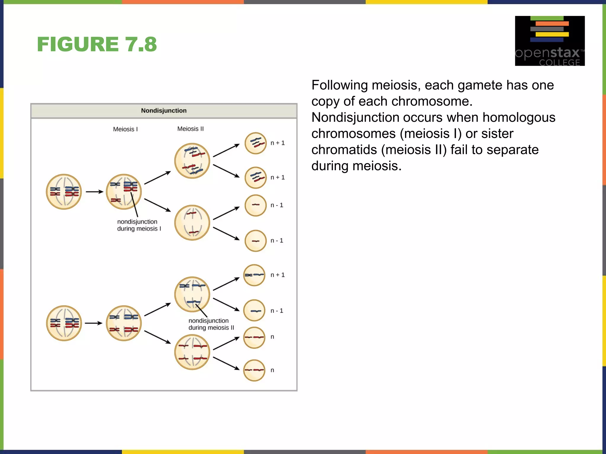 Open stax biology(nonmajors) ch07 | PDF | Biological Sciences | Science