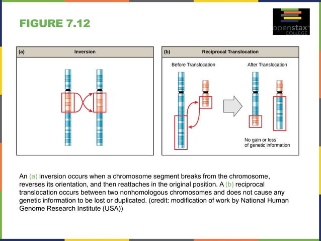 Open stax biology(nonmajors) ch07 | PDF | Biological Sciences | Science