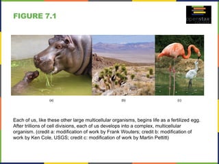 Open stax biology(nonmajors) ch07 | PDF | Biological Sciences | Science