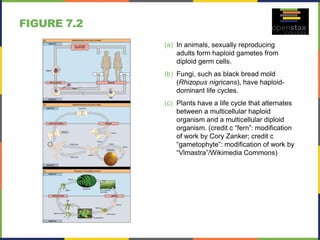 Open stax biology(nonmajors) ch07 | PPT