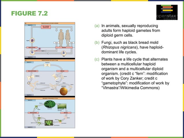 Open stax biology(nonmajors) ch07 | PDF | Biological Sciences | Science