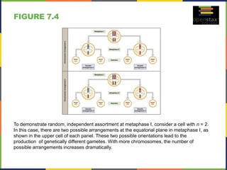 Open stax biology(nonmajors) ch07 | PDF | Biological Sciences | Science