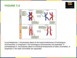 Open stax biology(nonmajors) ch07 | PDF | Biological Sciences | Science