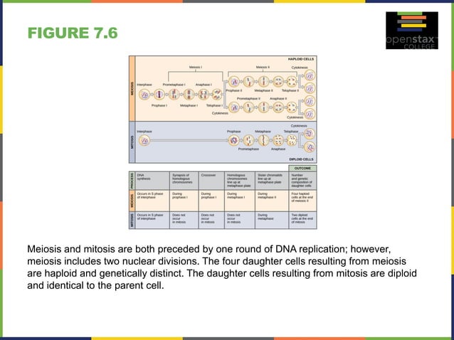 Open stax biology(nonmajors) ch07 | PDF | Biological Sciences | Science