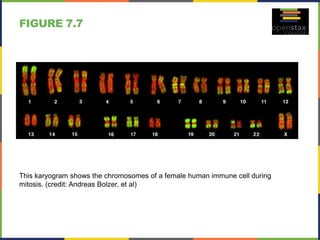 Open stax biology(nonmajors) ch07 | PDF | Biological Sciences | Science