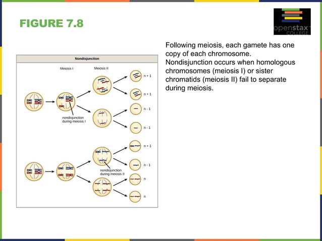 Open stax biology(nonmajors) ch07 | PDF | Biological Sciences | Science