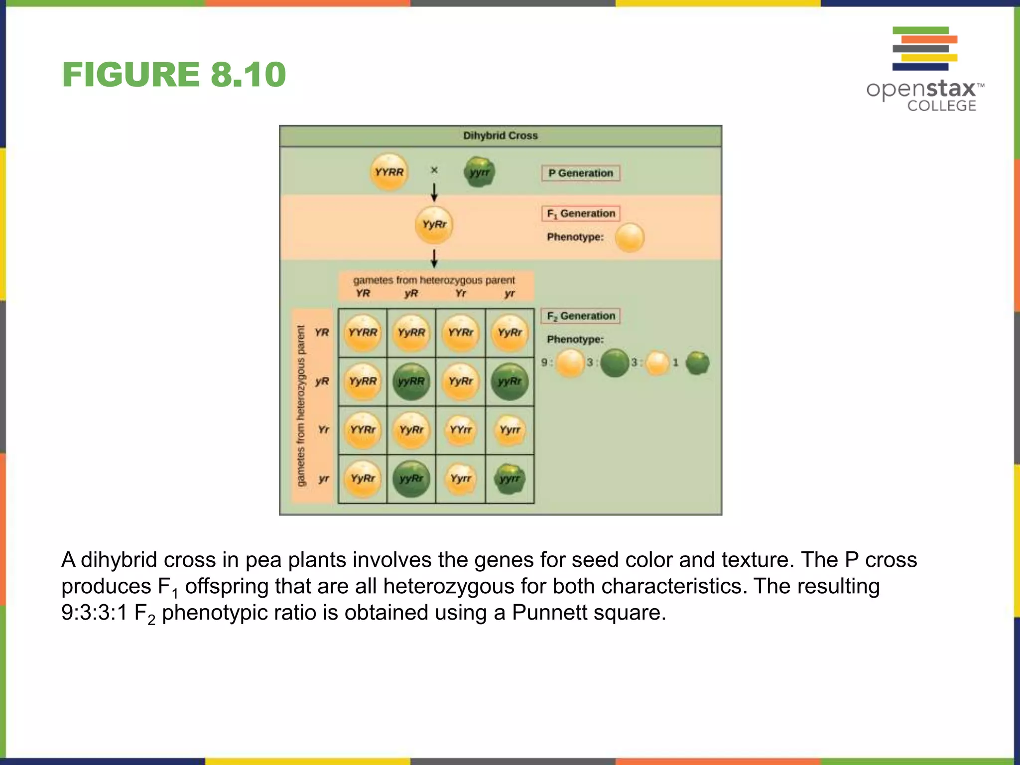 Open stax biology (nonmajors) ch08 | PPTX