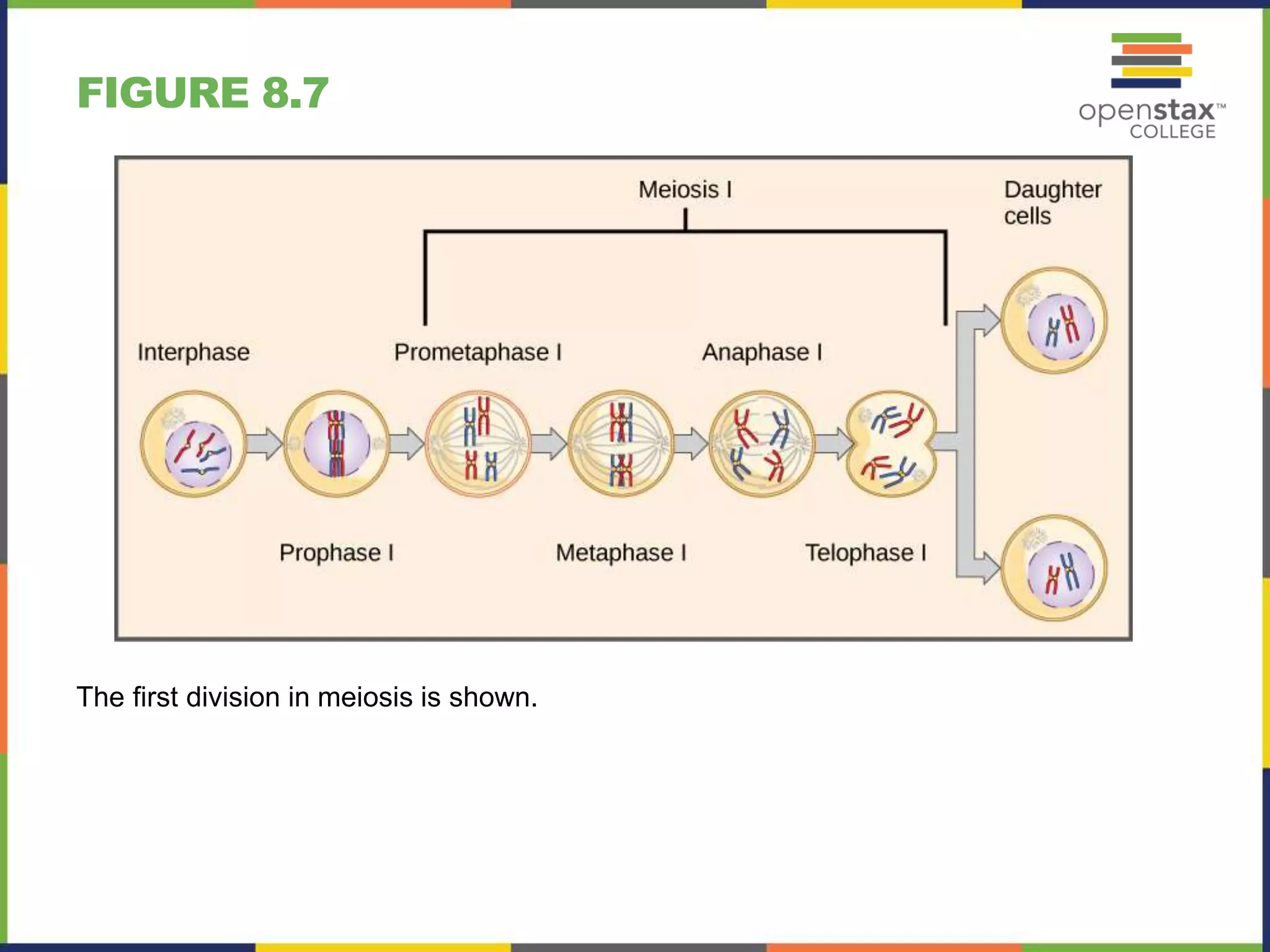 Open stax biology (nonmajors) ch08 | PPTX