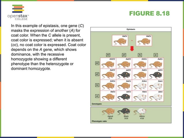 Open stax biology (nonmajors) ch08 | PPTX