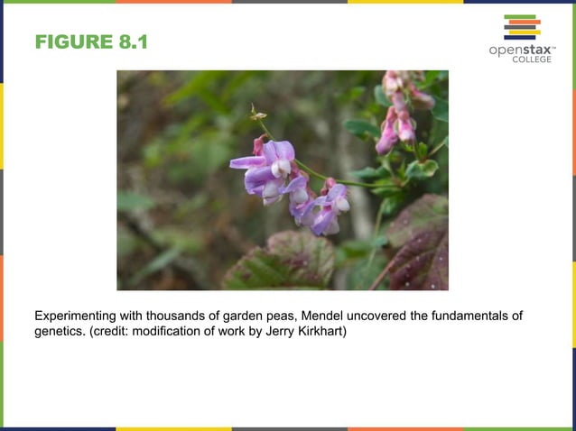 Open stax biology (nonmajors) ch08 | PPTX