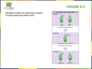 Open stax biology (nonmajors) ch08 | PPTX