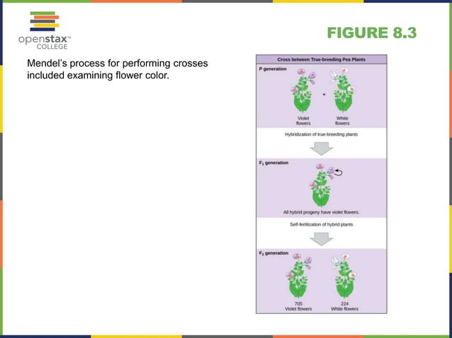 Open stax biology (nonmajors) ch08 | PPTX
