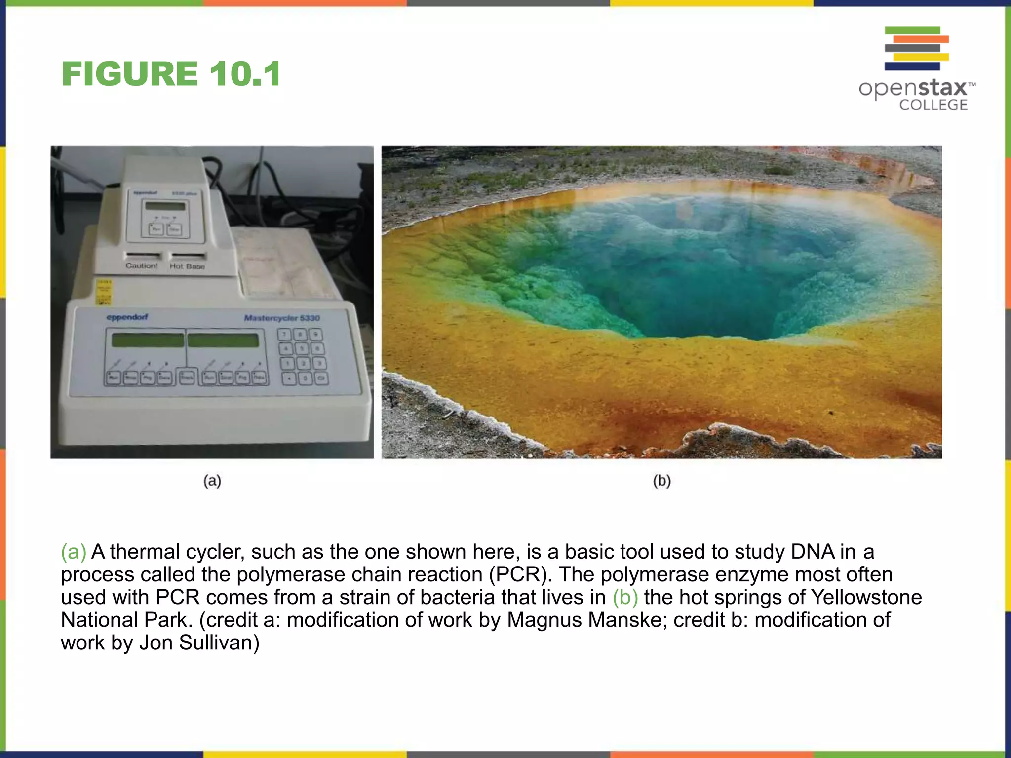 Open stax biology (nonmajors) ch10 | PPTX | Biological Sciences | Science