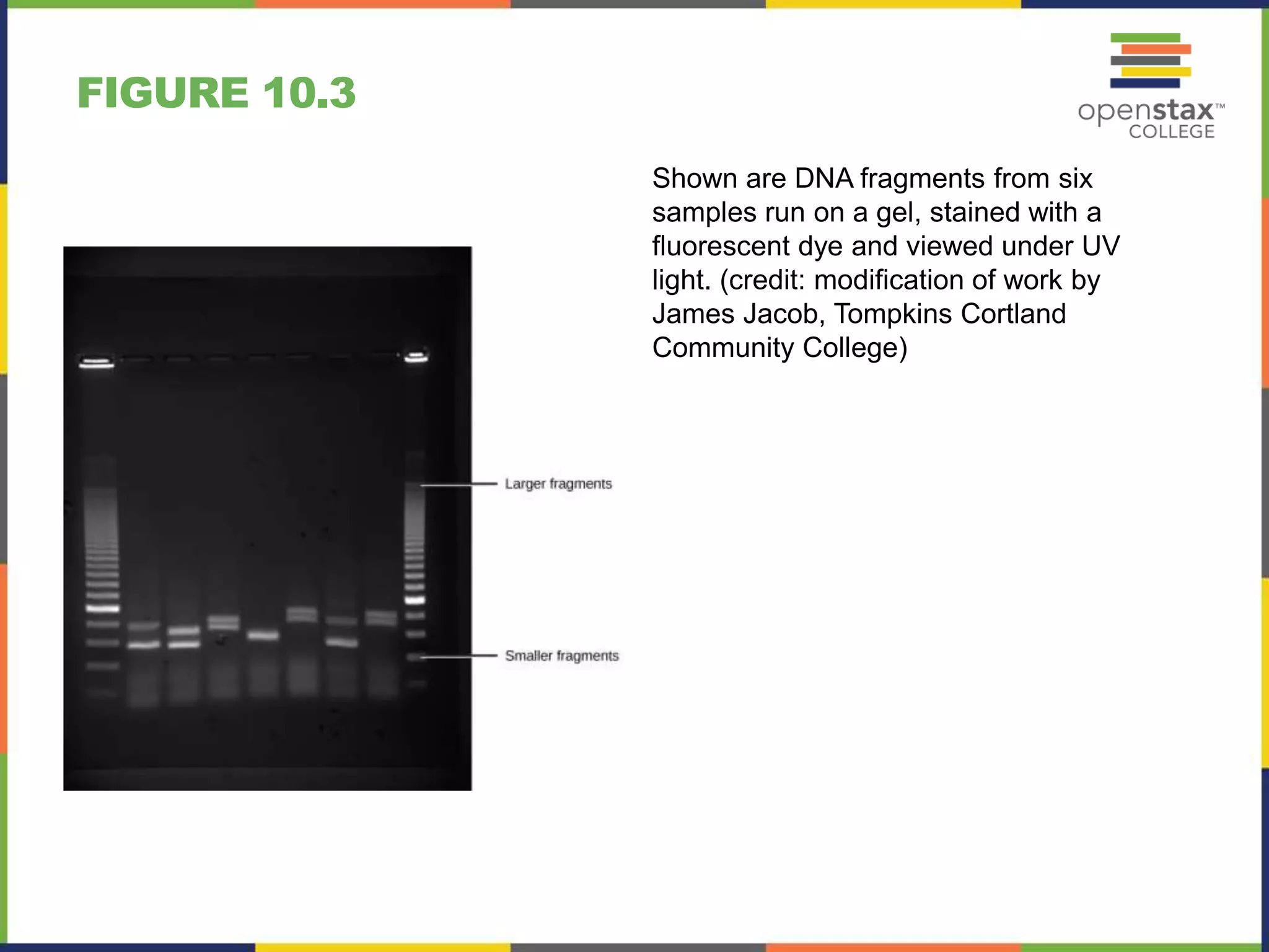 Open stax biology (nonmajors) ch10 | PPTX