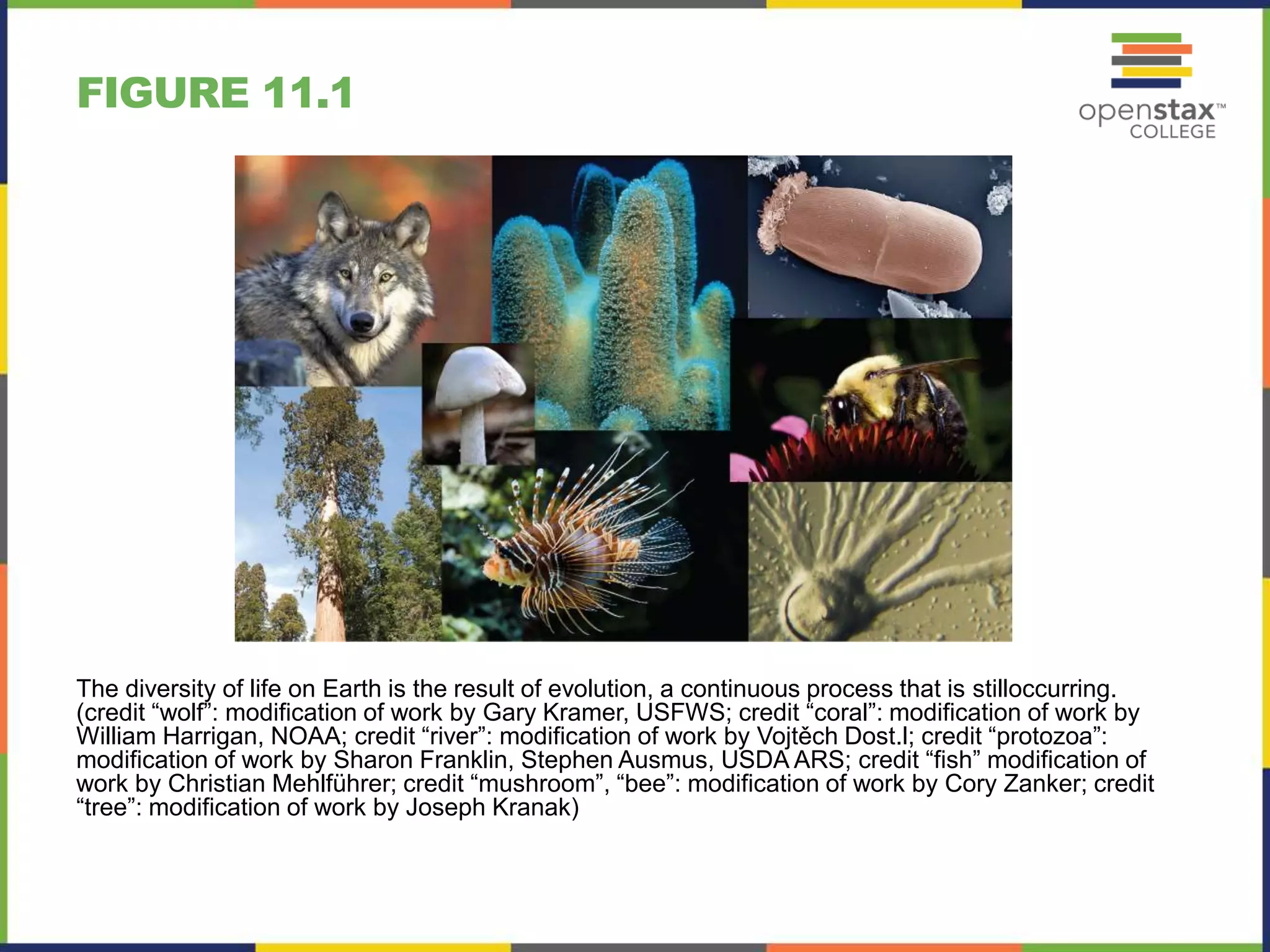 Open stax biology (nonmajors) ch11 | PPTX