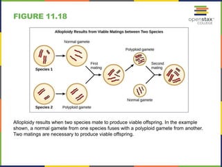 Open stax biology (nonmajors) ch11 | PPTX | Birdwatching | Hobbies ...