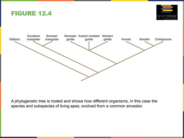 Open stax biology(nonmajors) ch12 | PDF