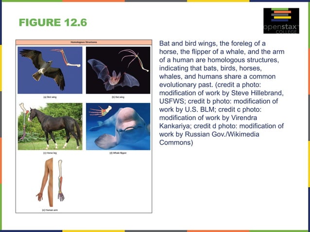 Open stax biology(nonmajors) ch12 | PDF