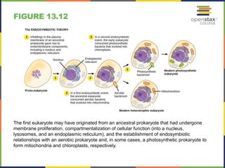 Open stax biology (nonmajors) ch13 | PPTX
