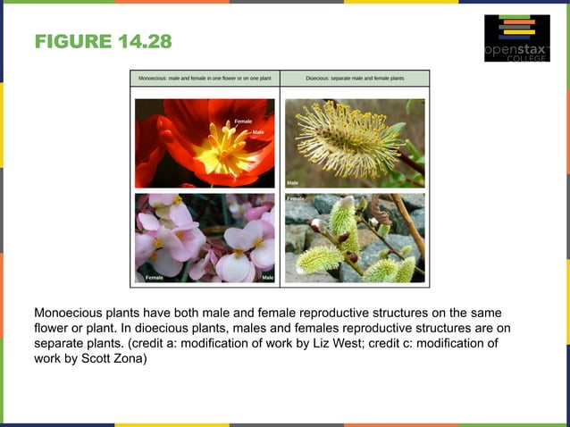 Open stax biology(nonmajors) ch14 | PDF