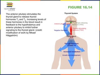 Open stax biology (nonmajors) ch16 | PPTX