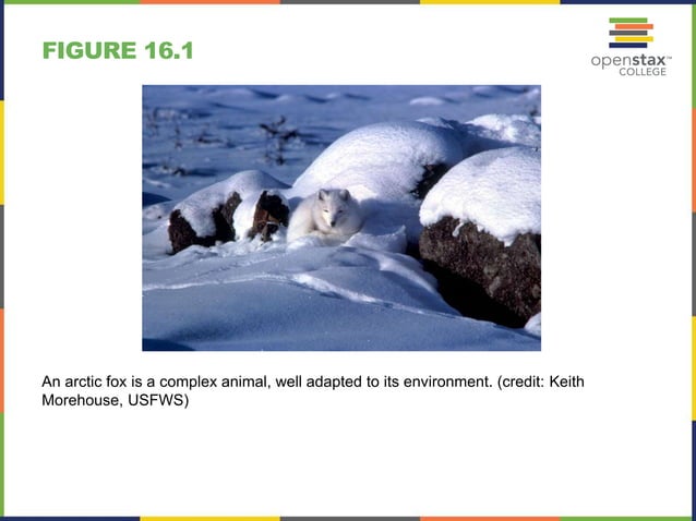 Open stax biology (nonmajors) ch16 | PPTX