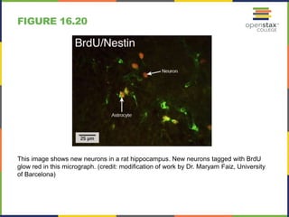 Open stax biology (nonmajors) ch16 | PPTX