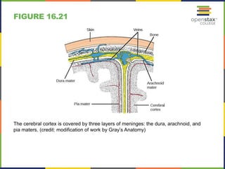 Open stax biology (nonmajors) ch16 | PPTX