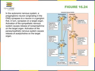 Open stax biology (nonmajors) ch16 | PPTX