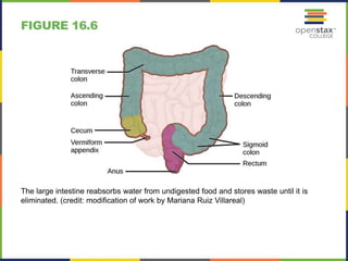 Open stax biology (nonmajors) ch16 | PPTX