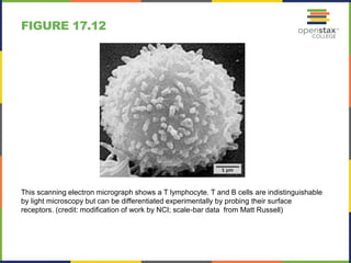 Open stax biology (nonmajors) ch17 | PPTX