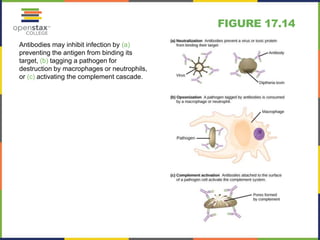 Open stax biology (nonmajors) ch17 | PPTX