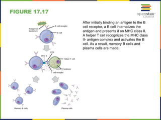 Open stax biology (nonmajors) ch17 | PPTX
