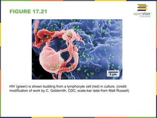 Open stax biology (nonmajors) ch17 | PPTX